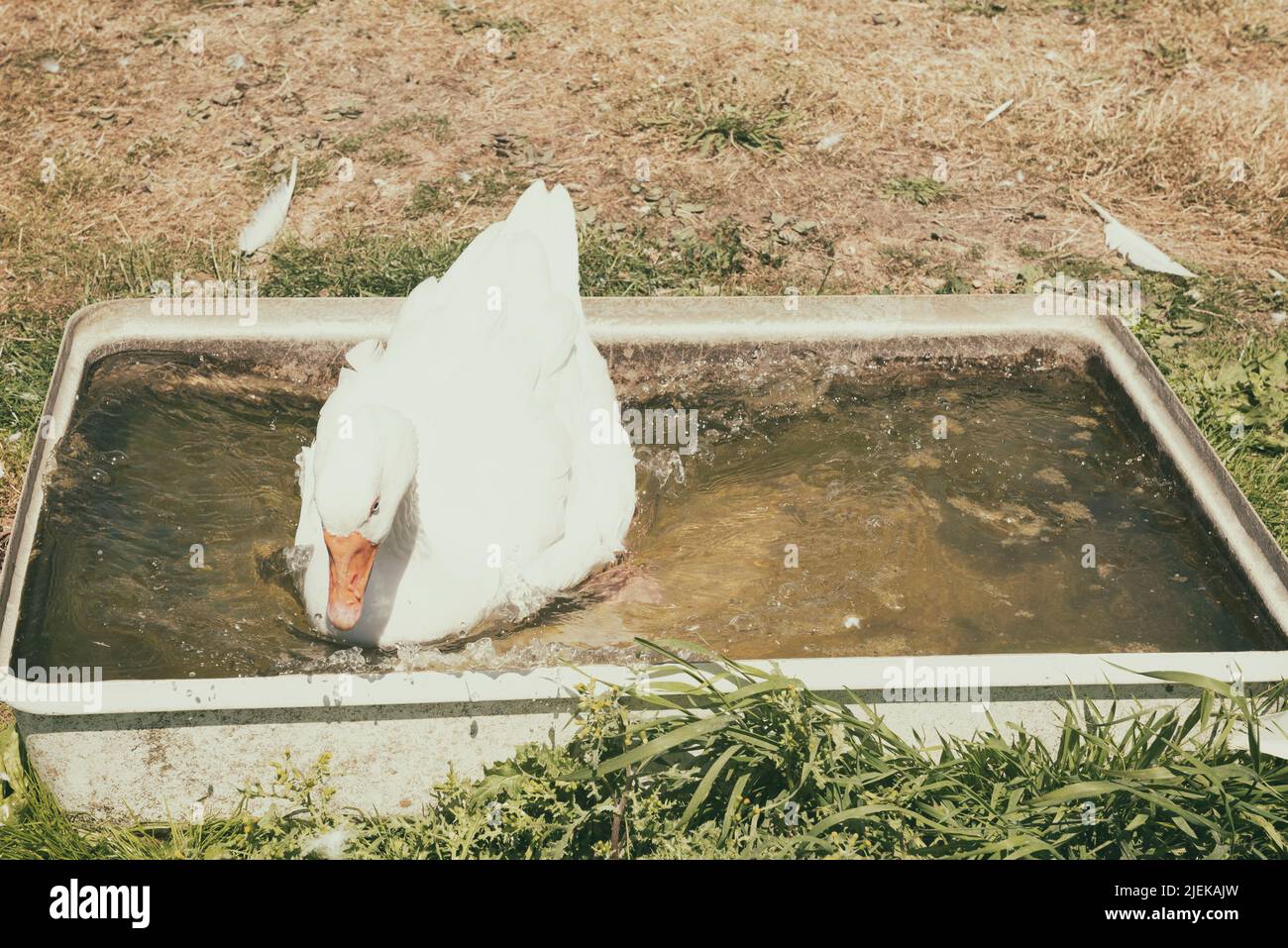 Goose having a bath Stock Photo - Alamy