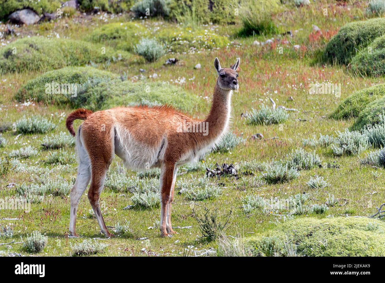 Guanaco (Lama guanicoe) from Torres del Paine National Park, southern ...