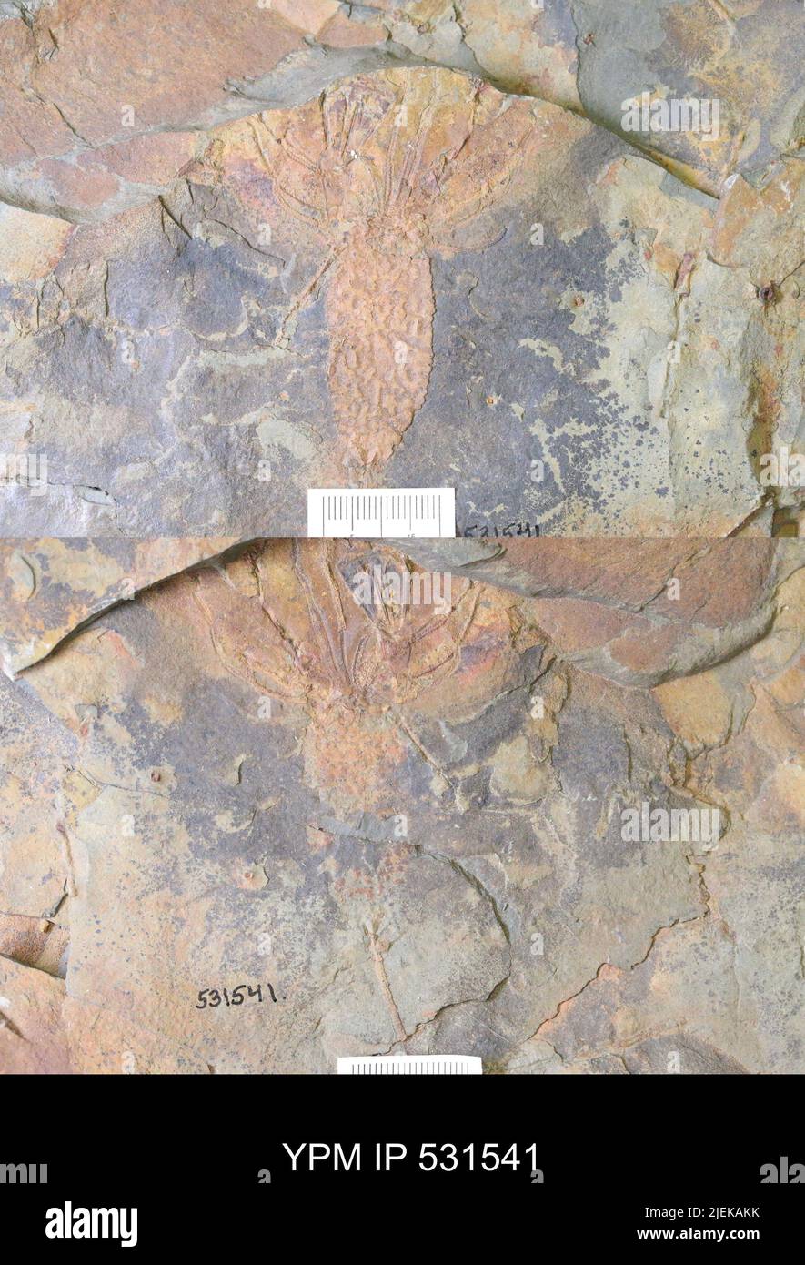 Undet eocrinoidea animalia hi-res stock photography and images - Alamy