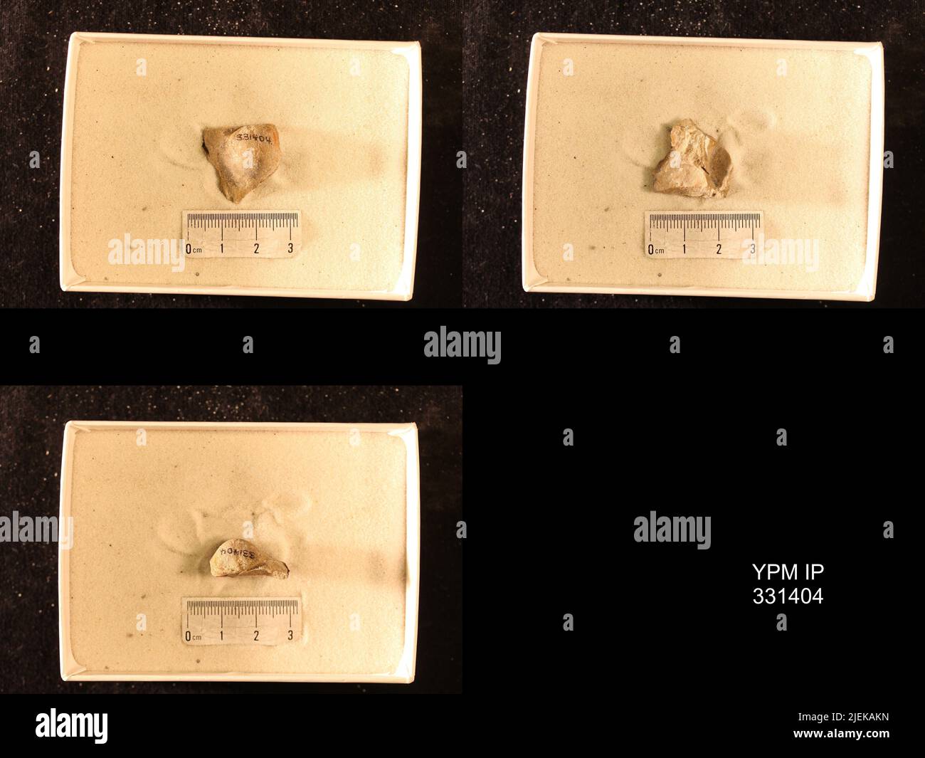 Tricenaria hi-res stock photography and images - Alamy