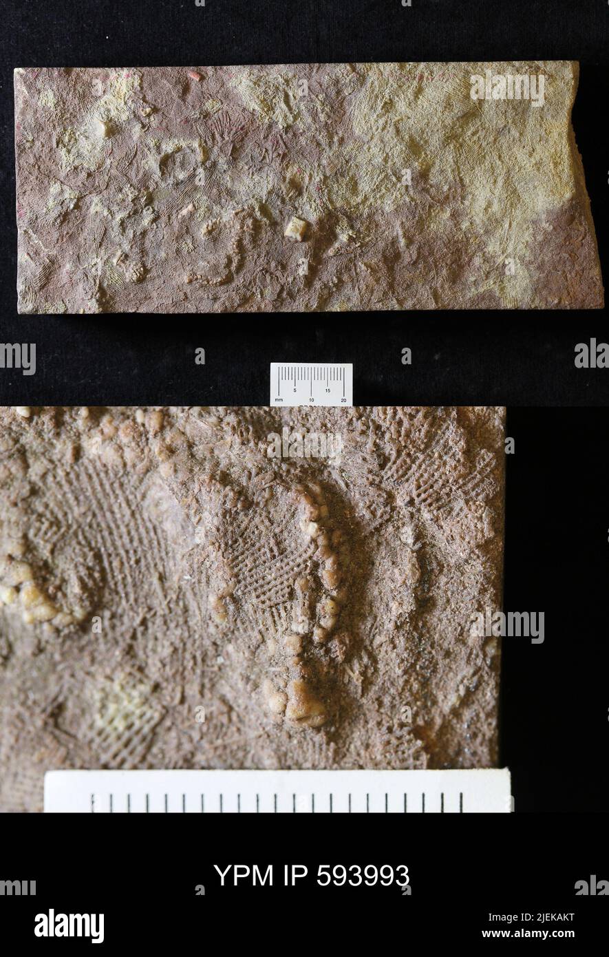 Fossil crinoids marine animals hi-res stock photography and images - Alamy