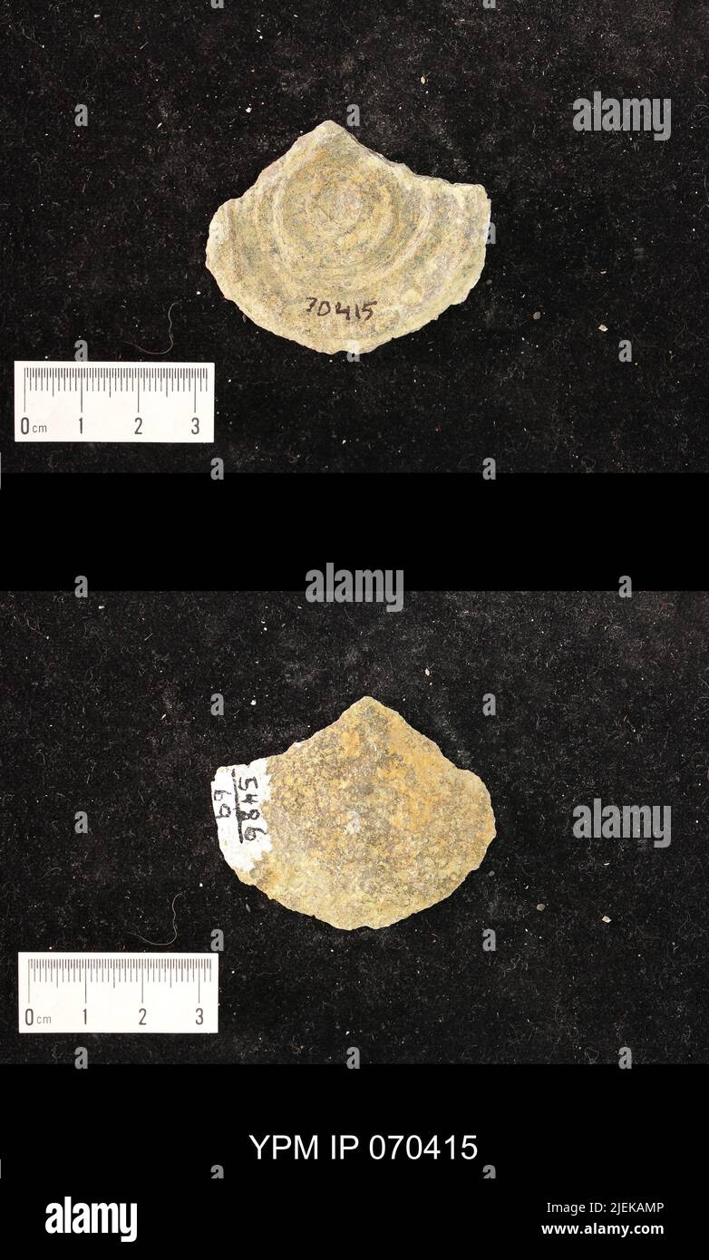 Heliolites nucella Foerste Stock Photo - Alamy