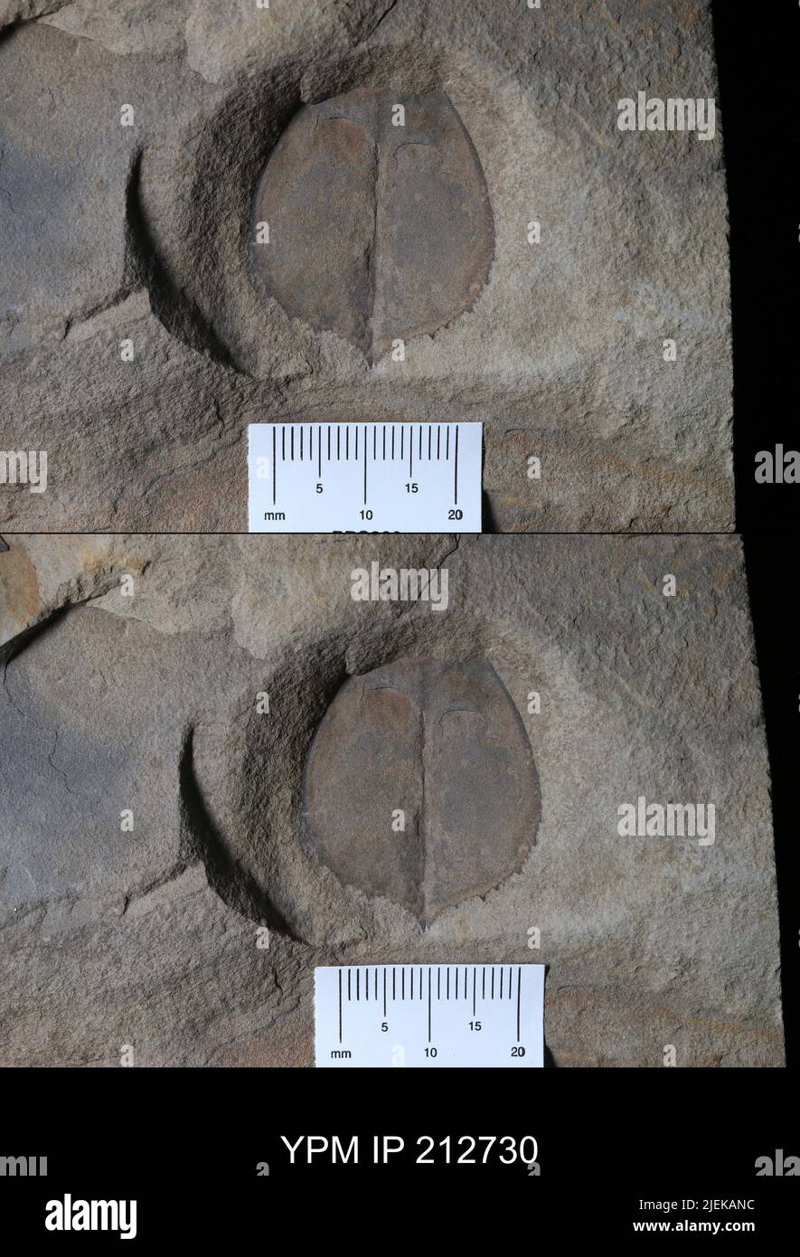 Pterygotus (Acutiramus) macrophthalmus (Hall Stock Photo - Alamy