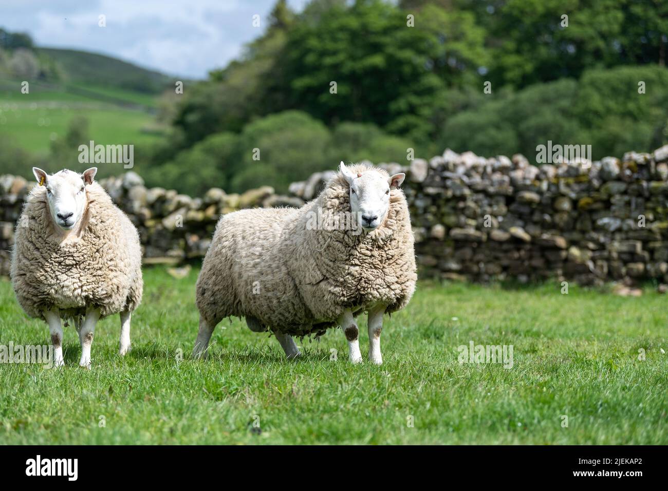 North Country Cheviot "Hill" type rams on upland pasture, Cumbria, UK ...