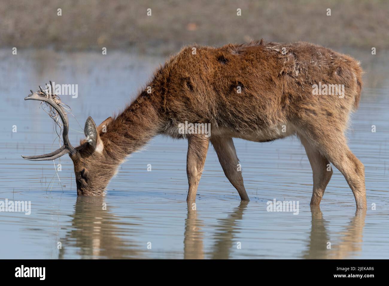Swamp deer, also known as barasinga (Rucervus duvaucelii), feeding in ...