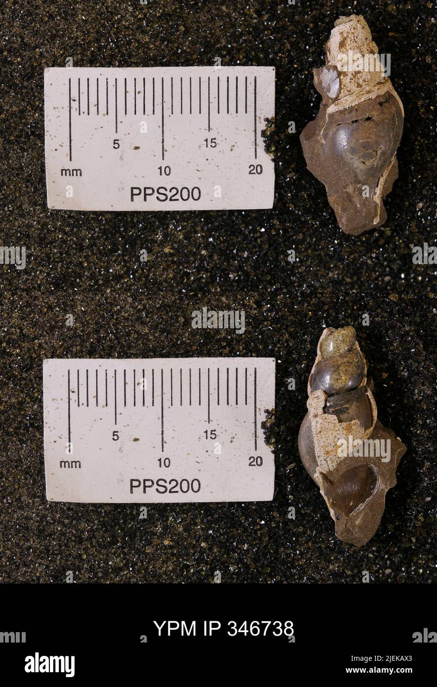 Evolution of mollusks hi-res stock photography and images - Alamy