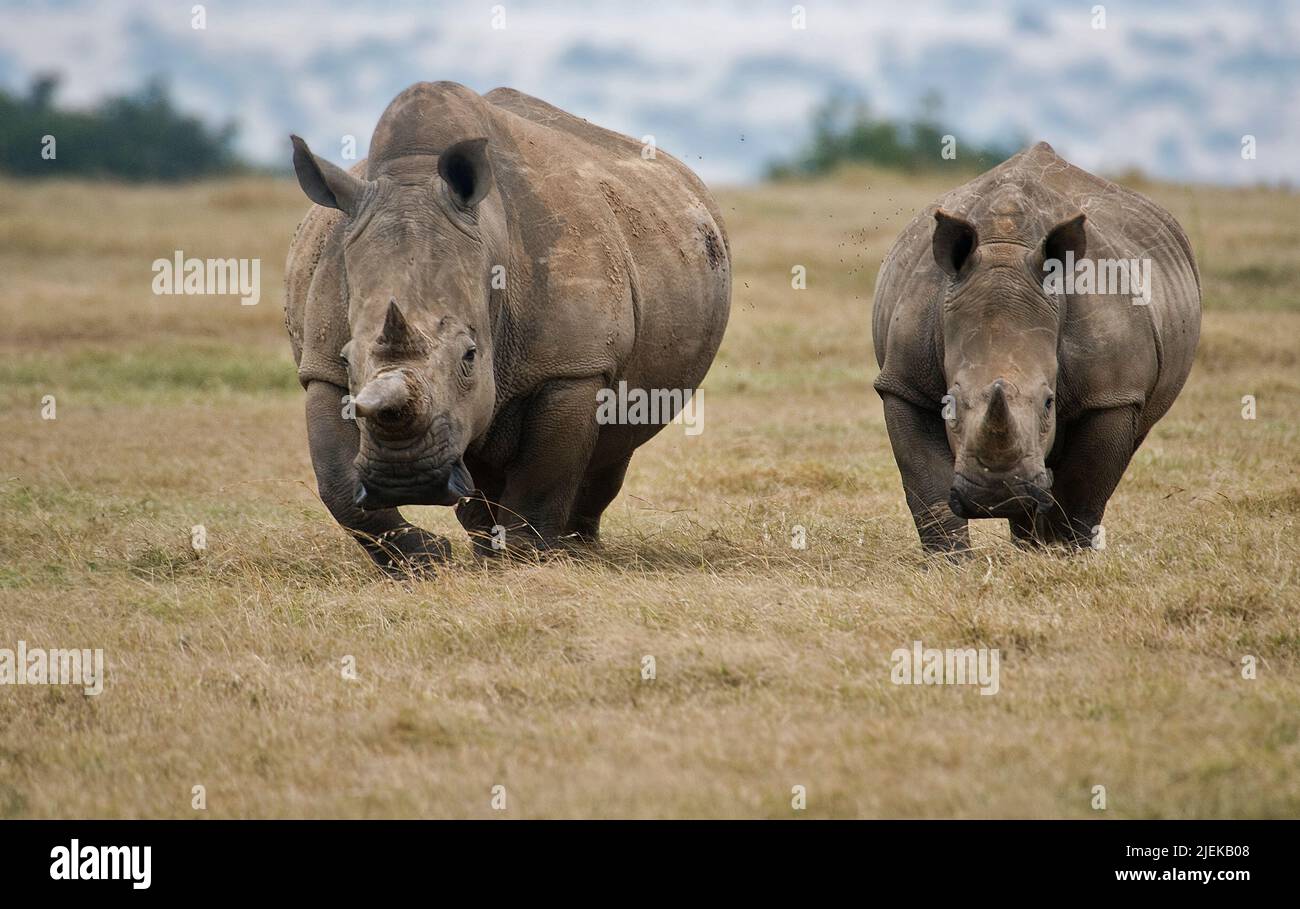 Two big white rhinos (Ceratotherium simum) with prolific horns in Solio ...