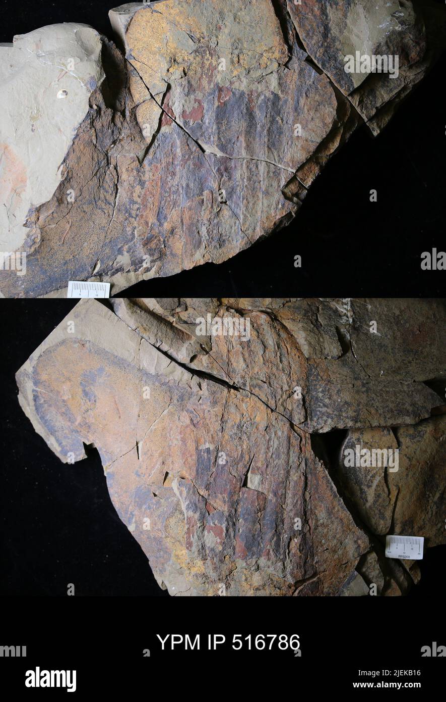 Dinocarida hi-res stock photography and images - Alamy