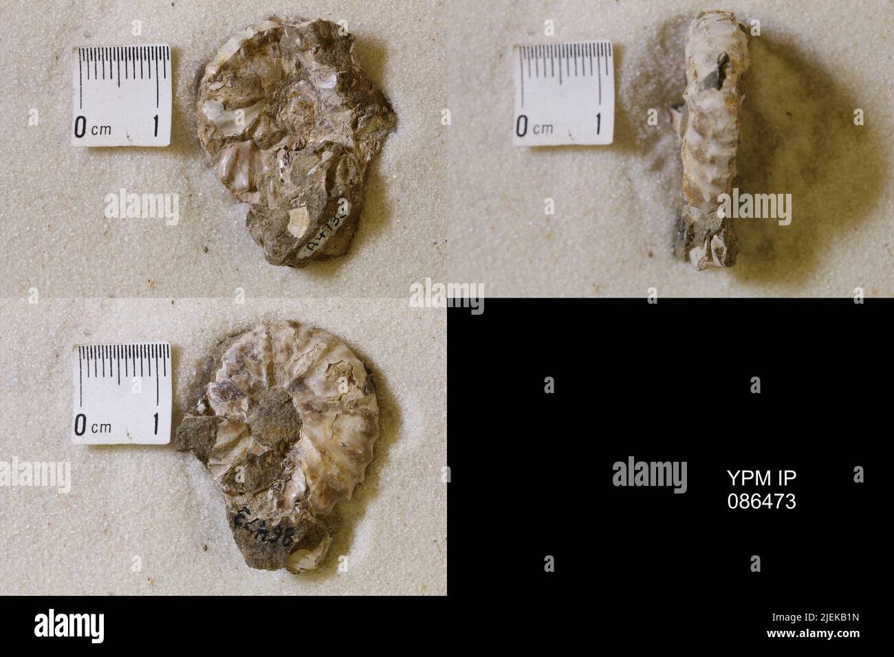 Scaphitidae hi-res stock photography and images - Alamy