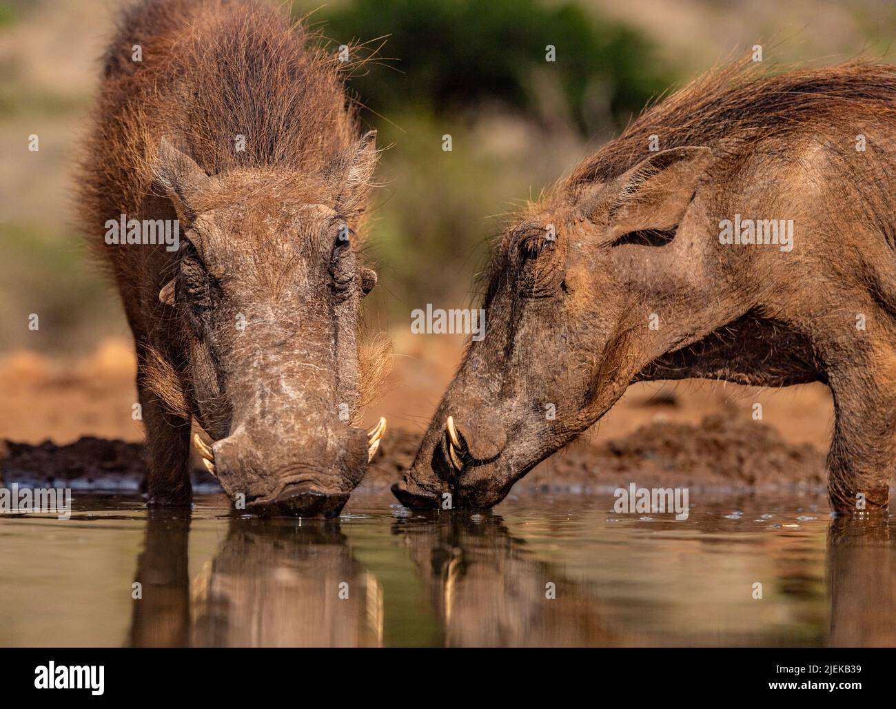 Common warthog (Phacochoerus africanus) drinking at a water hole in ...