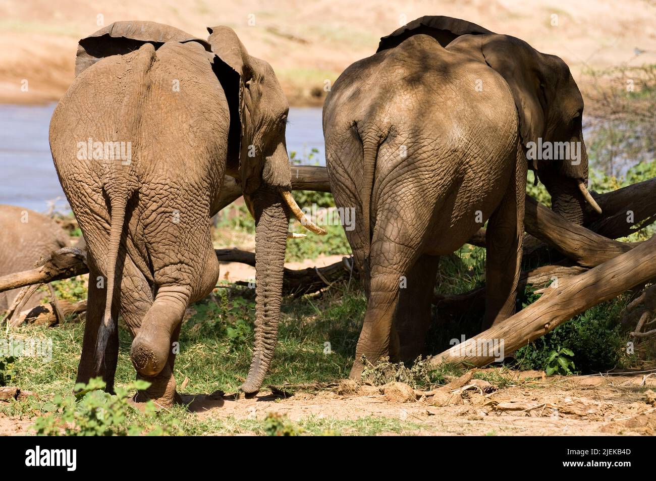 The African Elephant known as "Babel" has a broken leg but still ...