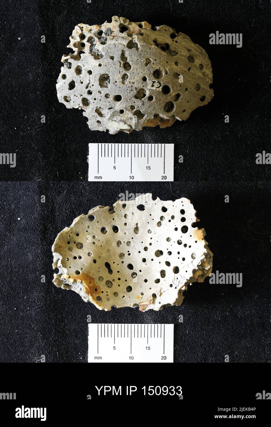 Entobia isp.; borings (by Cliona sp.) on pectin Stock Photo - Alamy