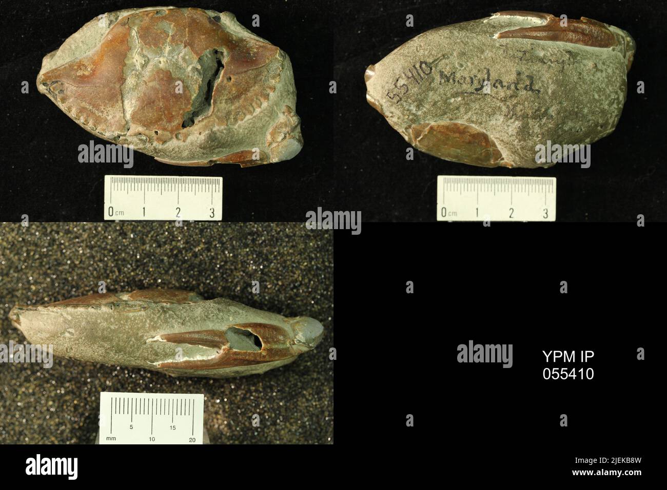 Portunus sp hi-res stock photography and images - Alamy