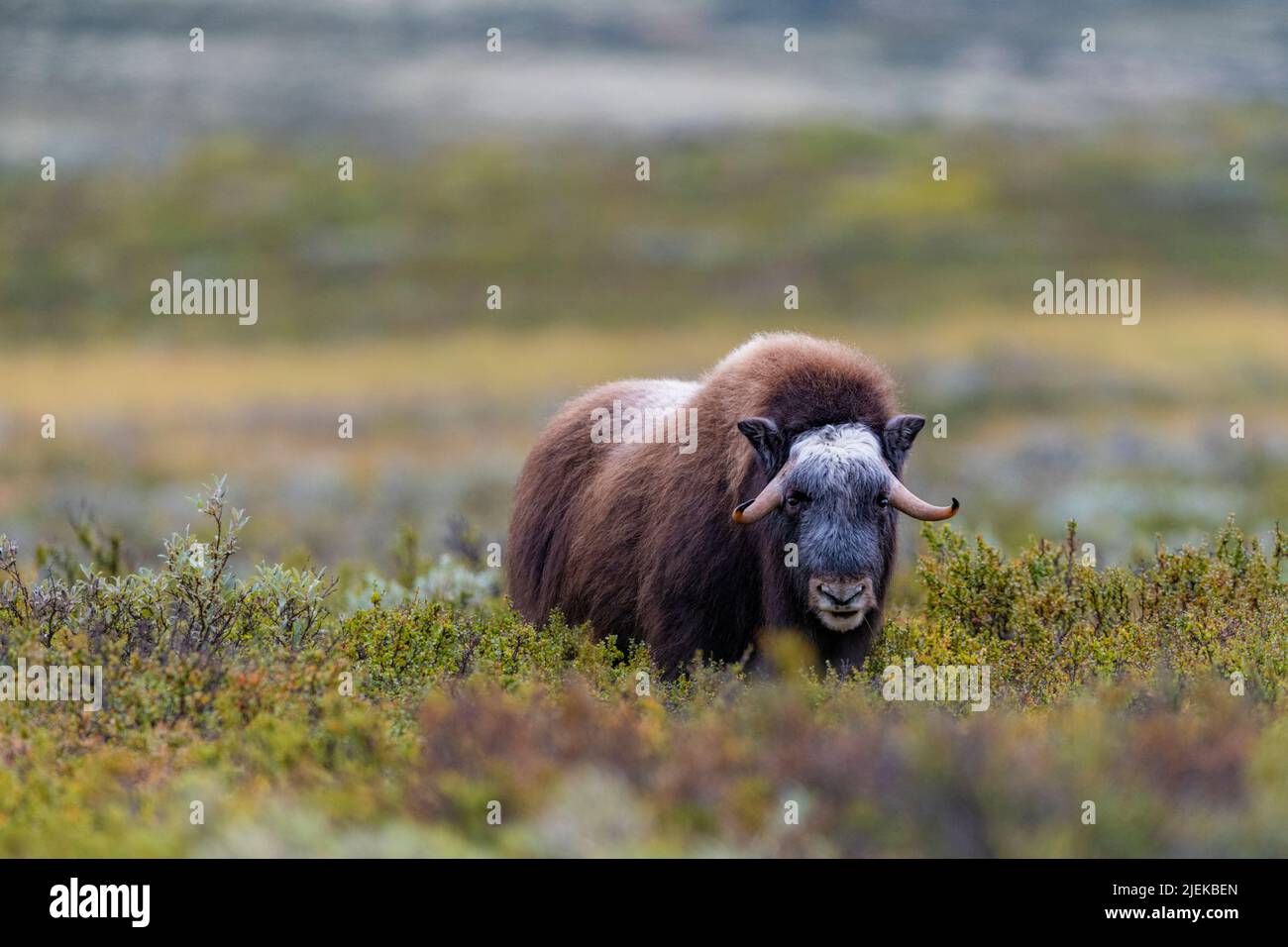 Male muskox (Ovibos moschatus) from Dovrefjell, Norway Stock Photo - Alamy