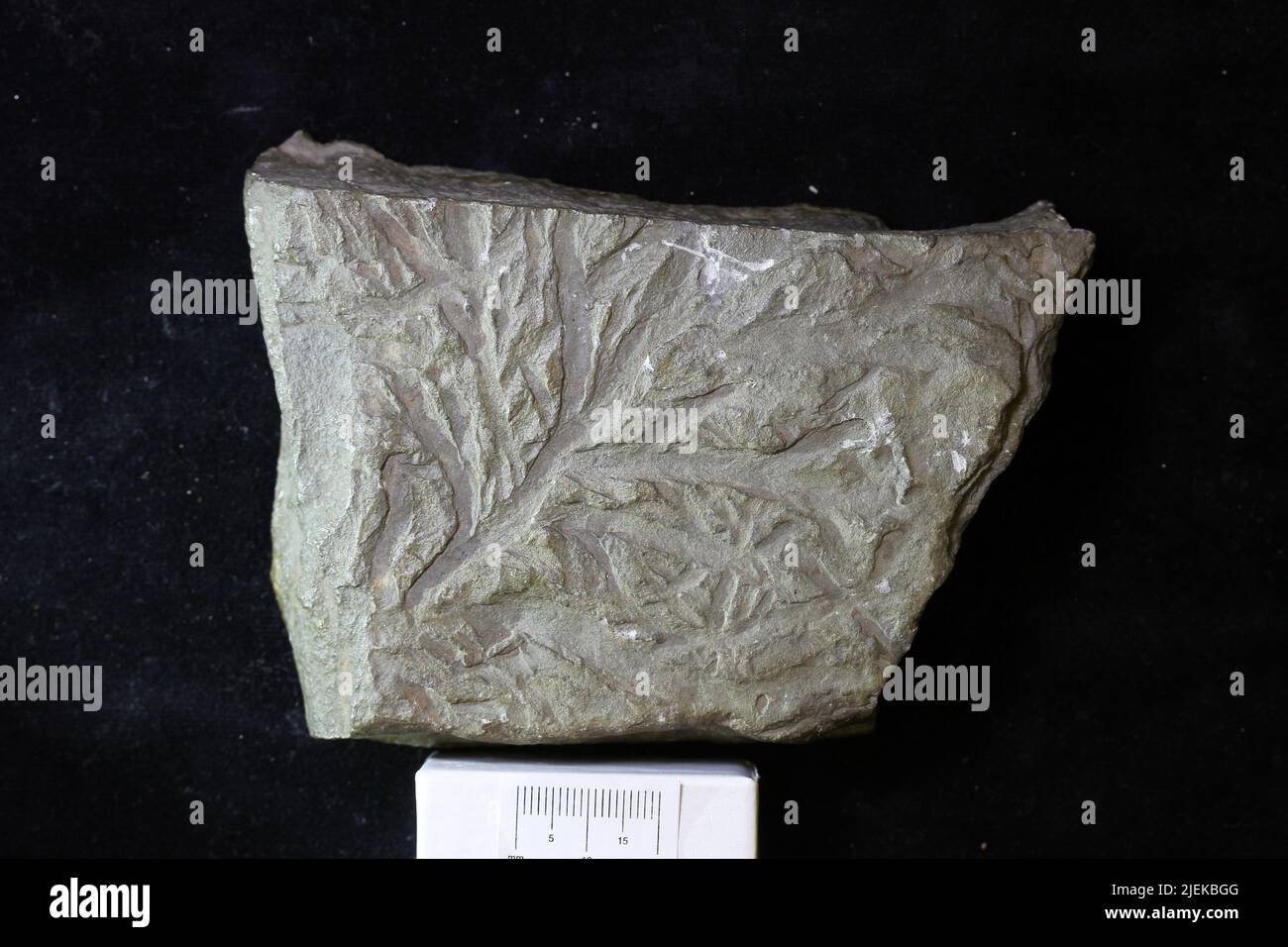 Chondrites hi-res stock photography and images - Alamy