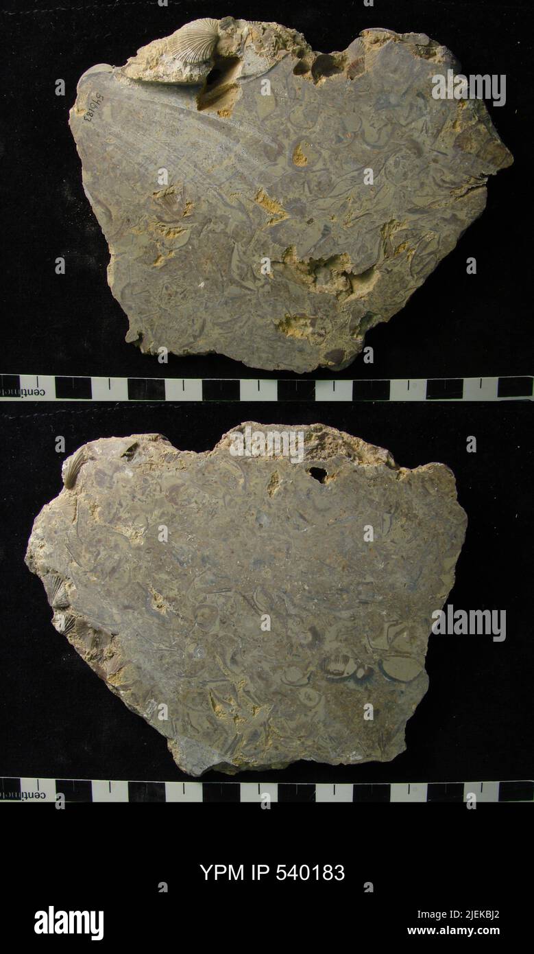 Cincinnetina meeki (Miller, 1875 Stock Photo - Alamy