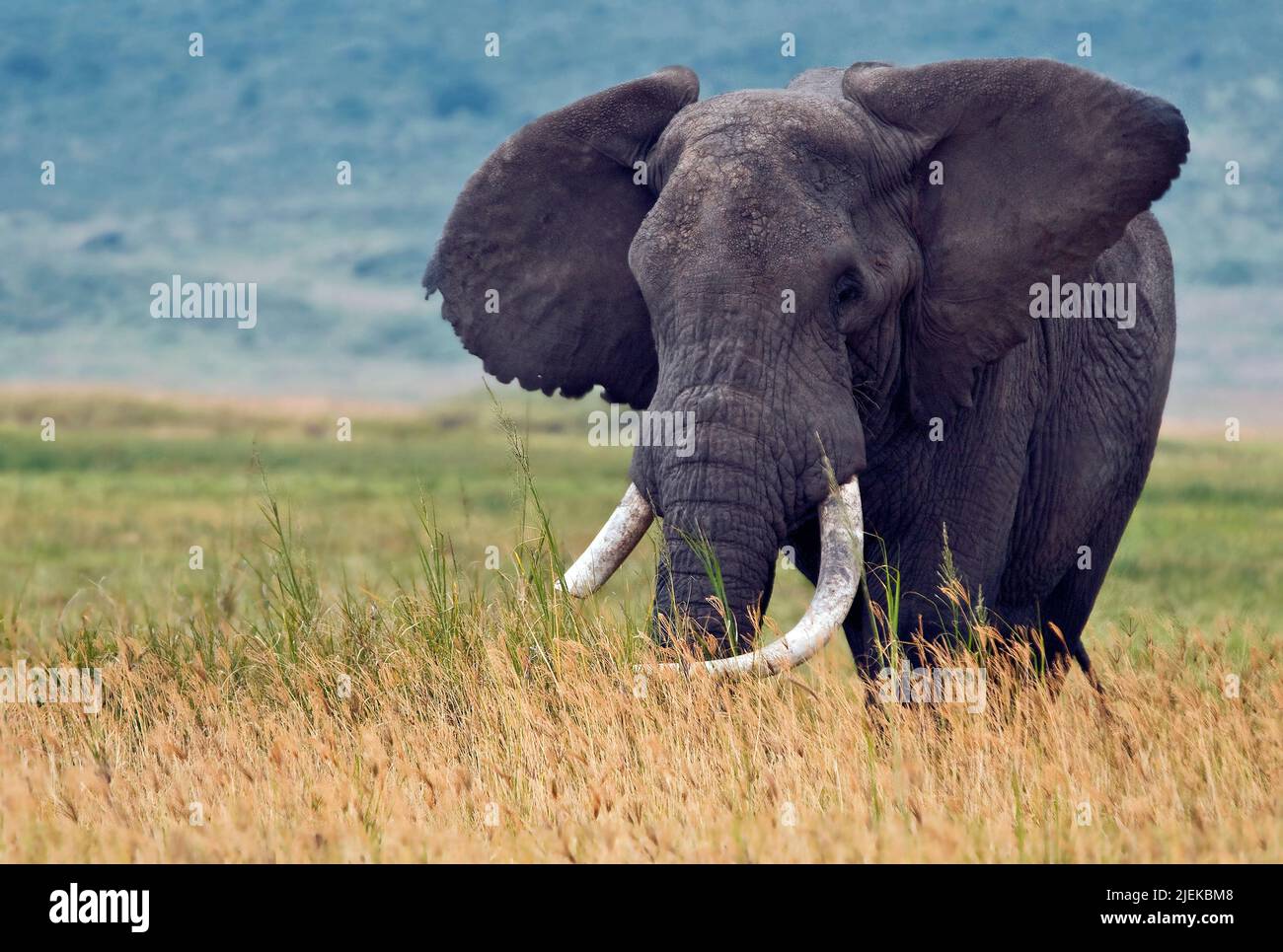 60-yeat old bull African Elephant (Loxodonta africana) in Ngorongoro ...