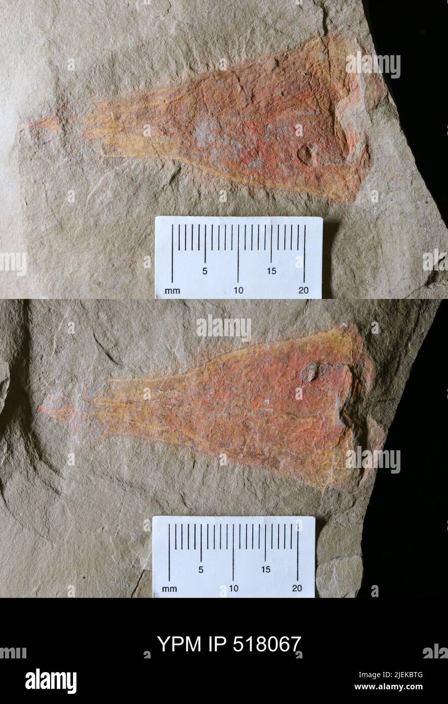 Conularii hi-res stock photography and images - Alamy