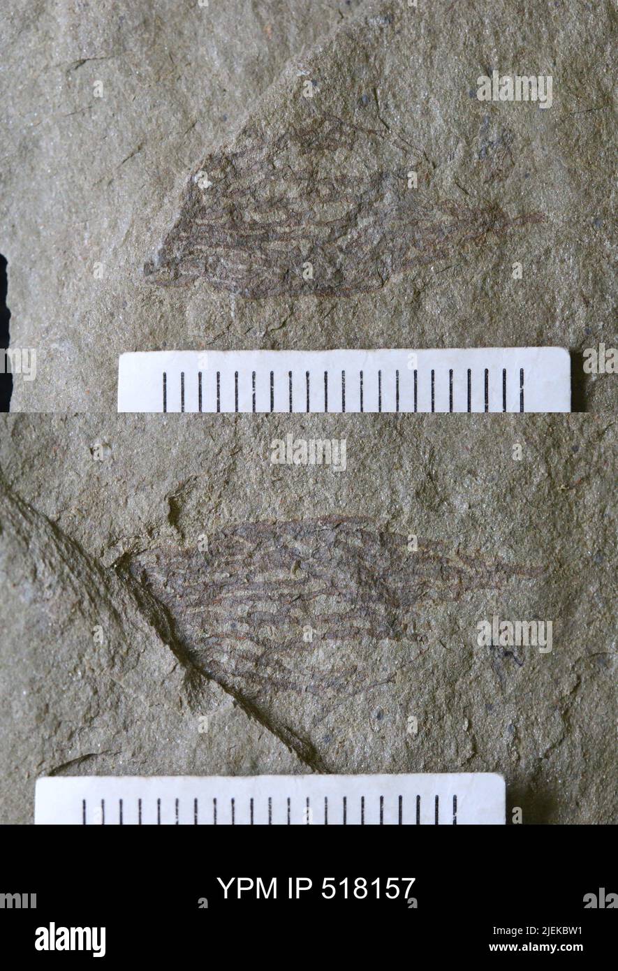 Dendroidea hi-res stock photography and images - Alamy