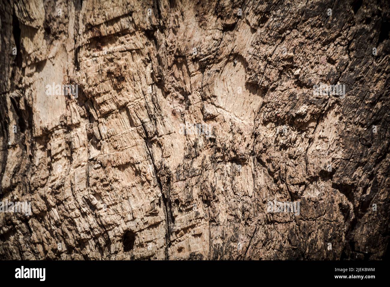 The surface of dry brown wood is decayed and cracks are used for the ...