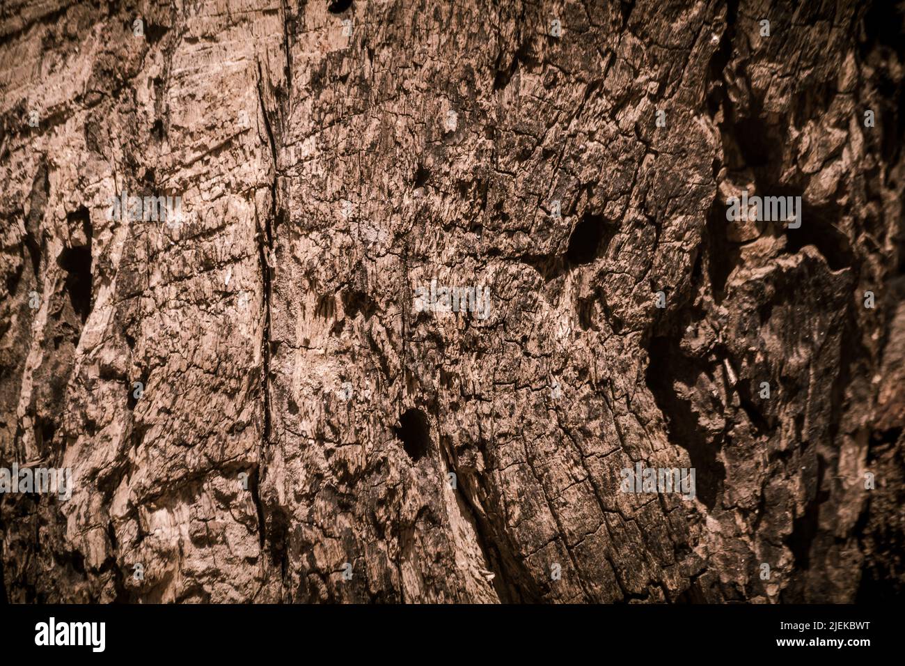 The surface of dry brown wood is decayed and cracks are used for the ...