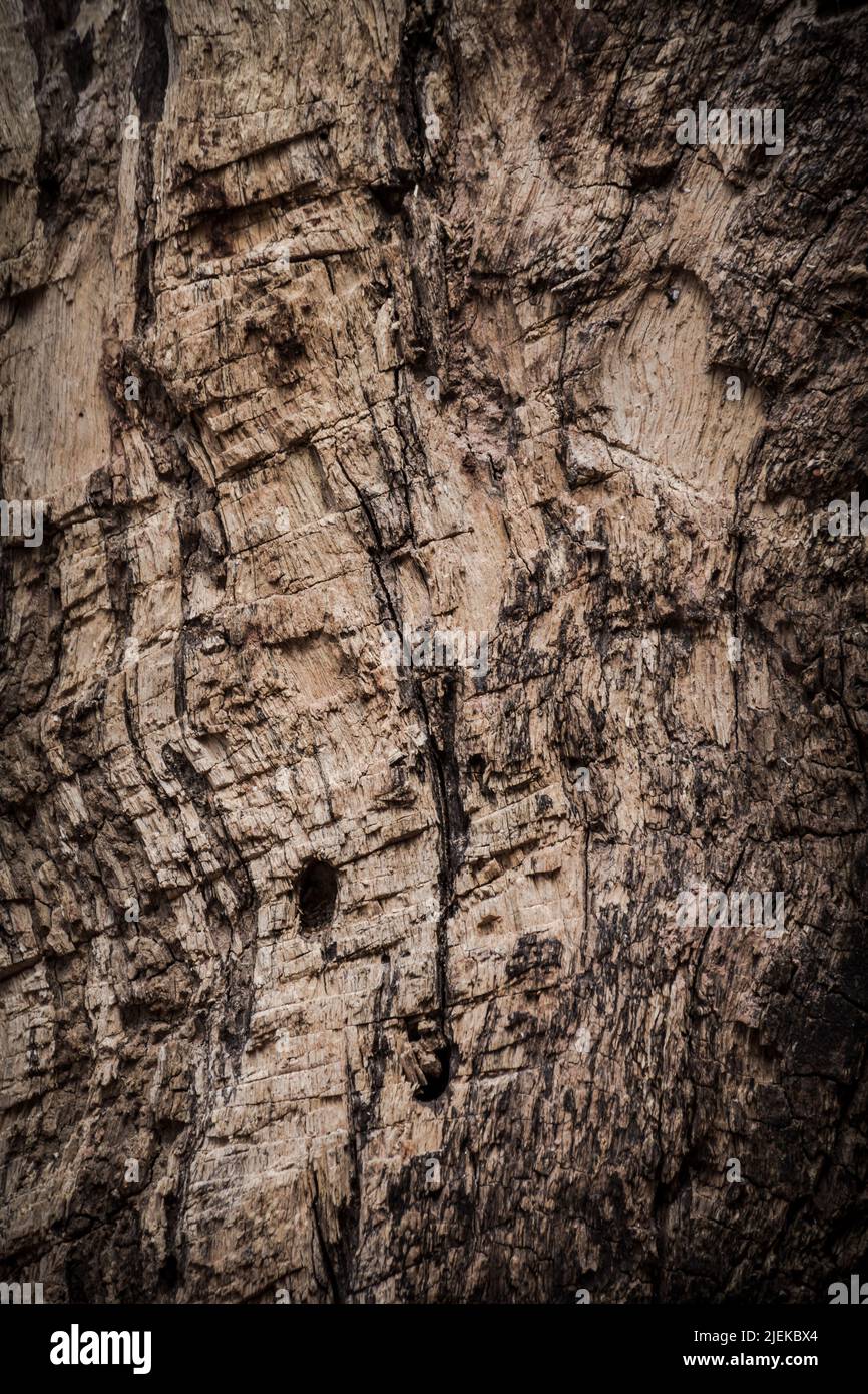 The surface of dry brown wood is decayed and cracks are used for the ...