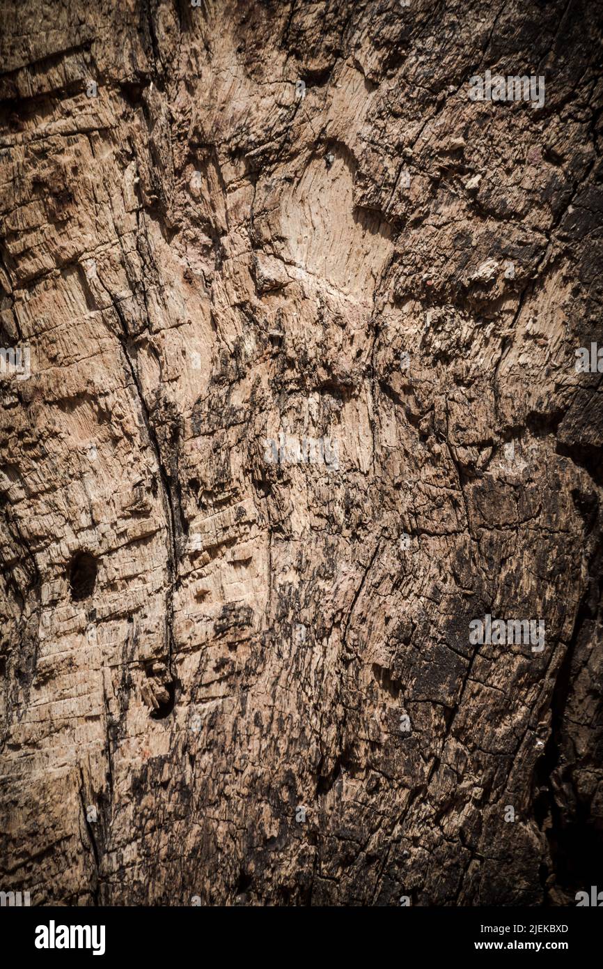 The surface of dry brown wood is decayed and cracks are used for the ...