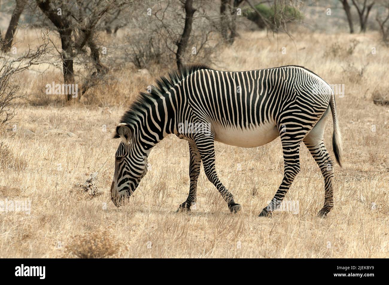 Grevys zebra equus africa hi-res stock photography and images - Alamy