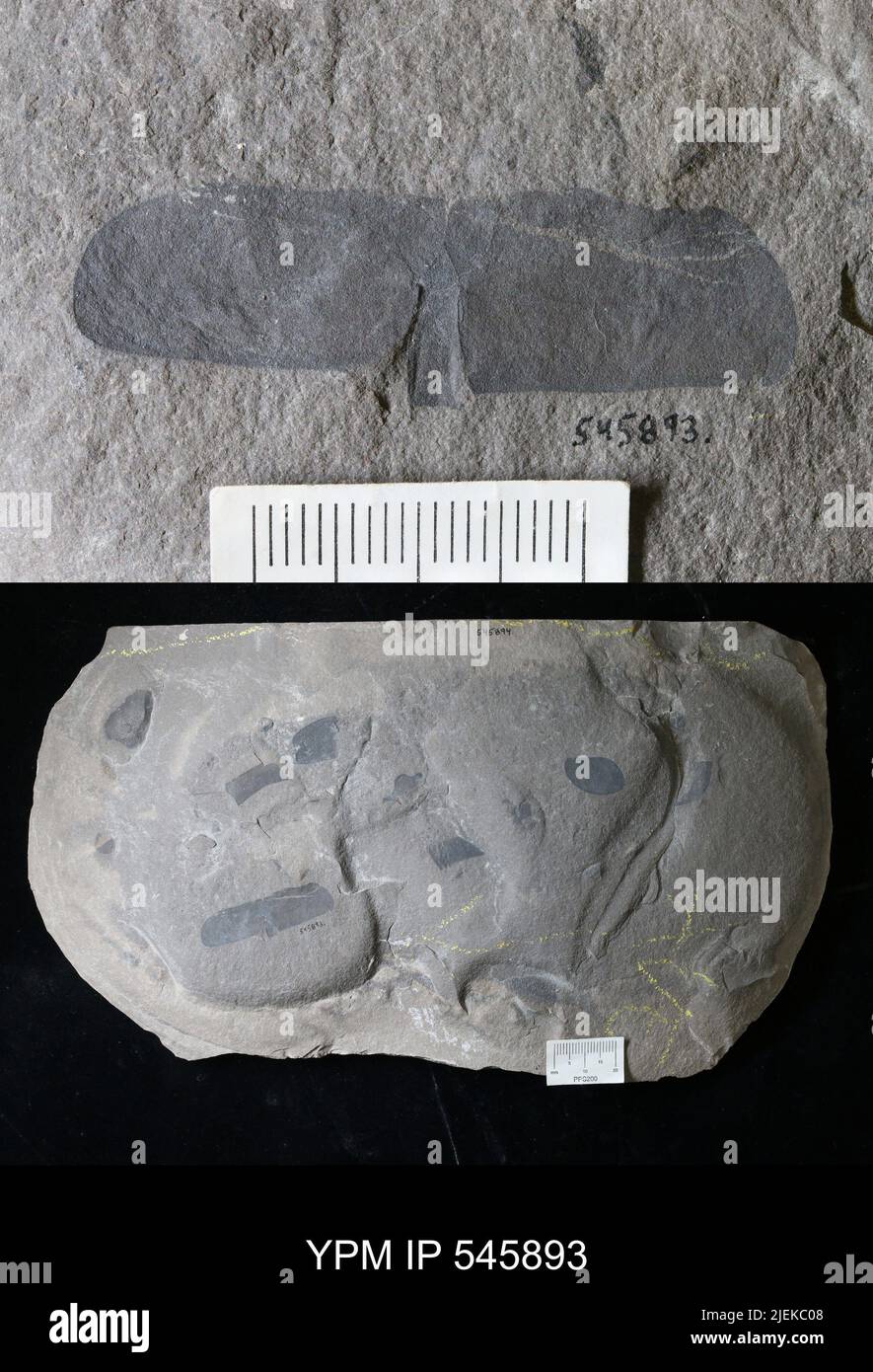 Eurypterus sp animalia hi-res stock photography and images - Alamy