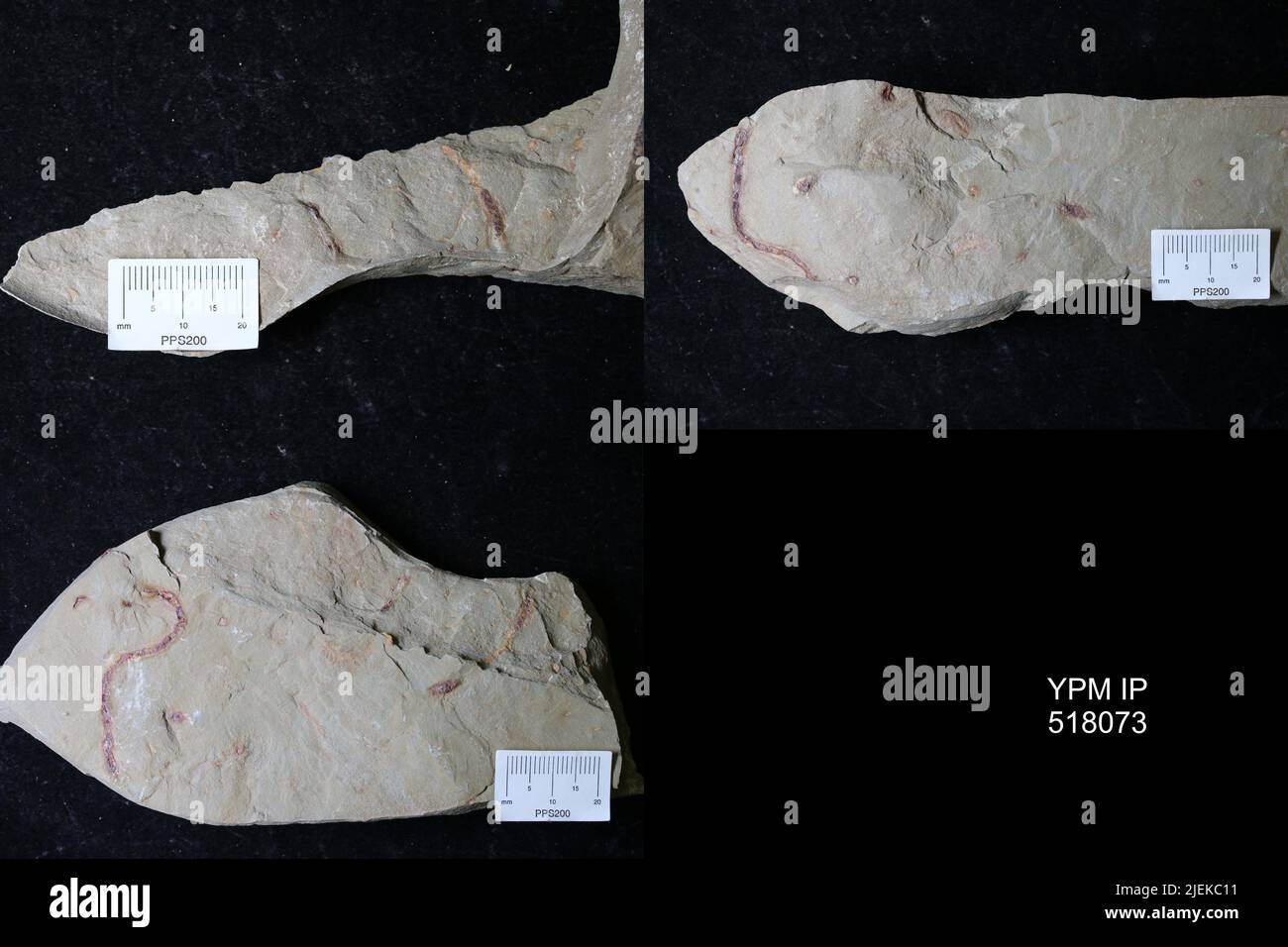 Ichnofossil footprint hi-res stock photography and images - Alamy