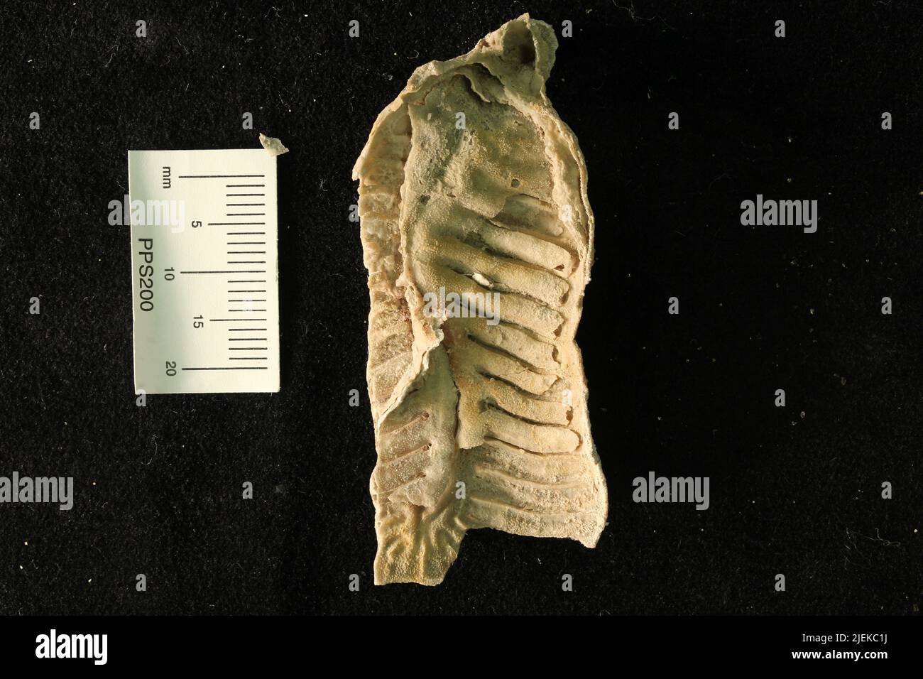 Leptodus nobilis americanus Girty Stock Photo - Alamy