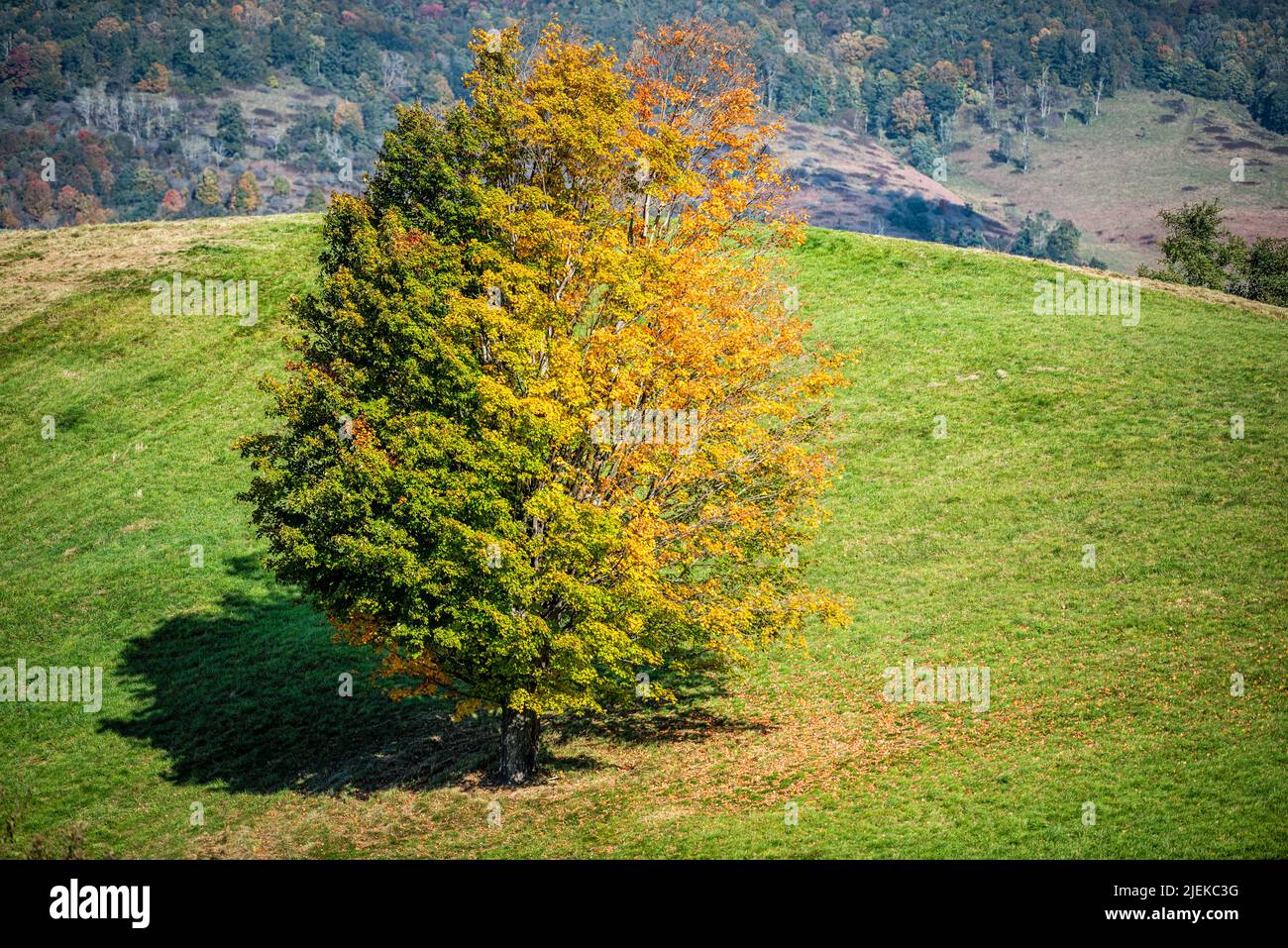 Autumn orange yellow single maple tree in farm on rolling hills ...