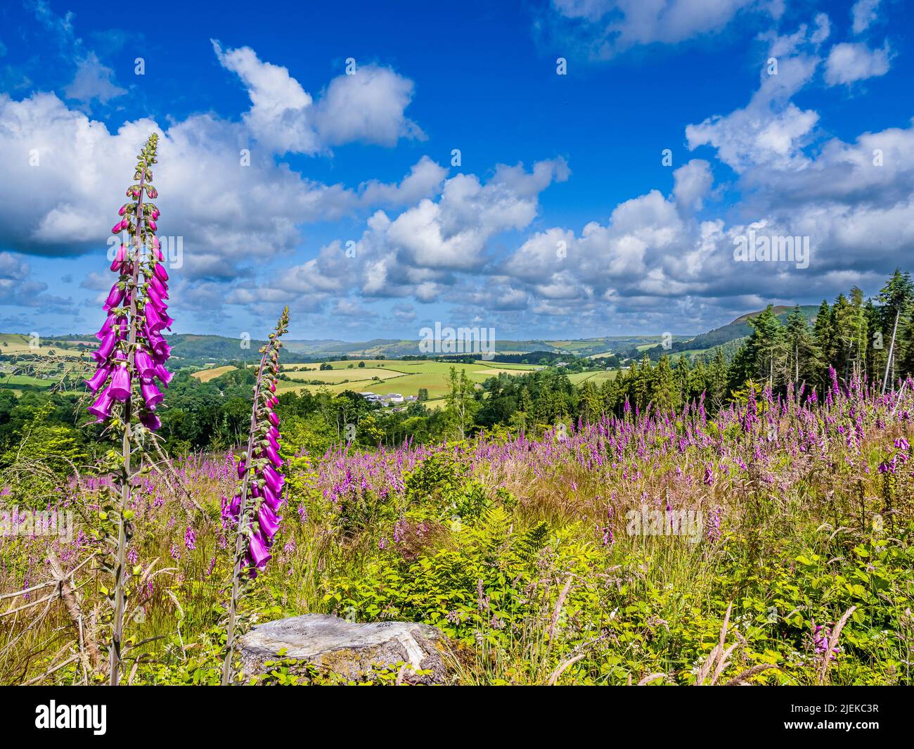 Foxglove without flowers hi-res stock photography and images - Alamy