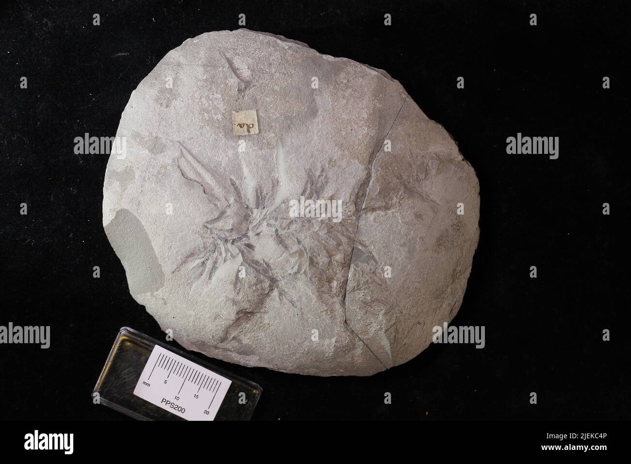 Chondrites hi-res stock photography and images - Alamy