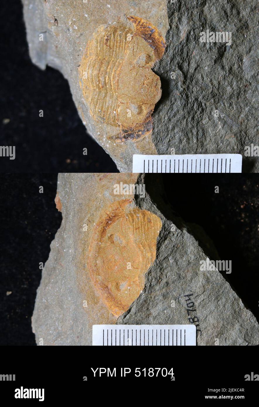 Asaphidae hi-res stock photography and images - Alamy