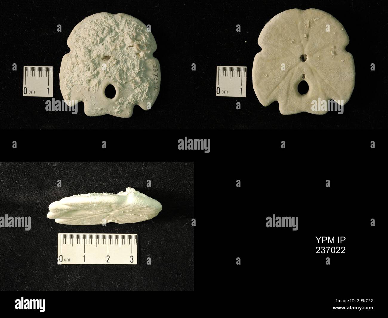 Encope cf. macrophora Ravenel, 1842 Stock Photo - Alamy