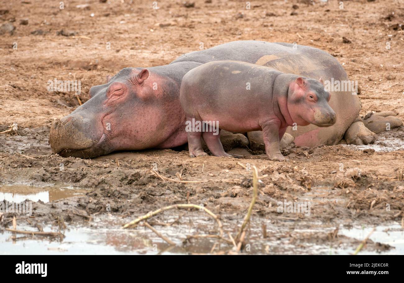Female hippo with calf at the Kazinga Channel, Uganda Stock Photo - Alamy