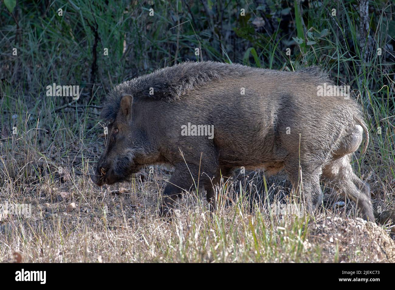 Wild boar (Sus scrofa, male) from Kanha National Park, Madhya Pradesh ...
