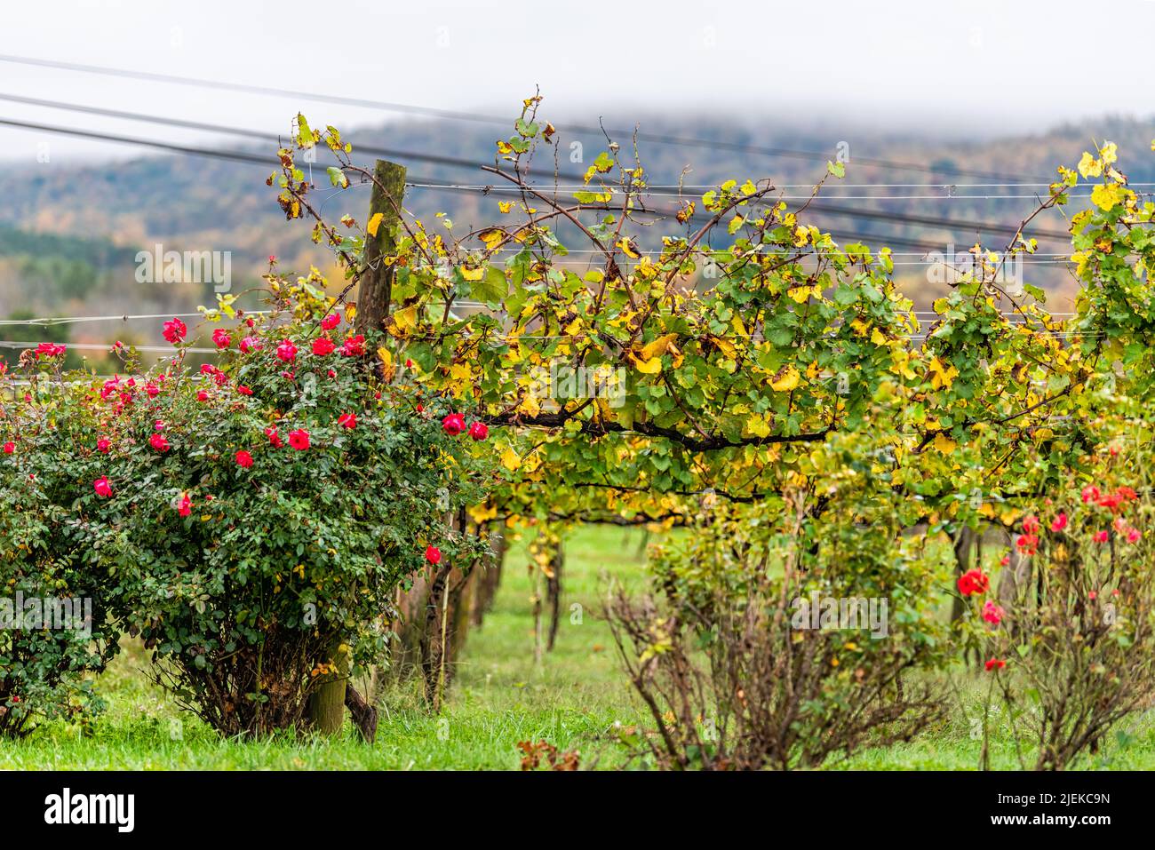 Autumn fall season rural countryside at Charlottesville winery vineyard ...