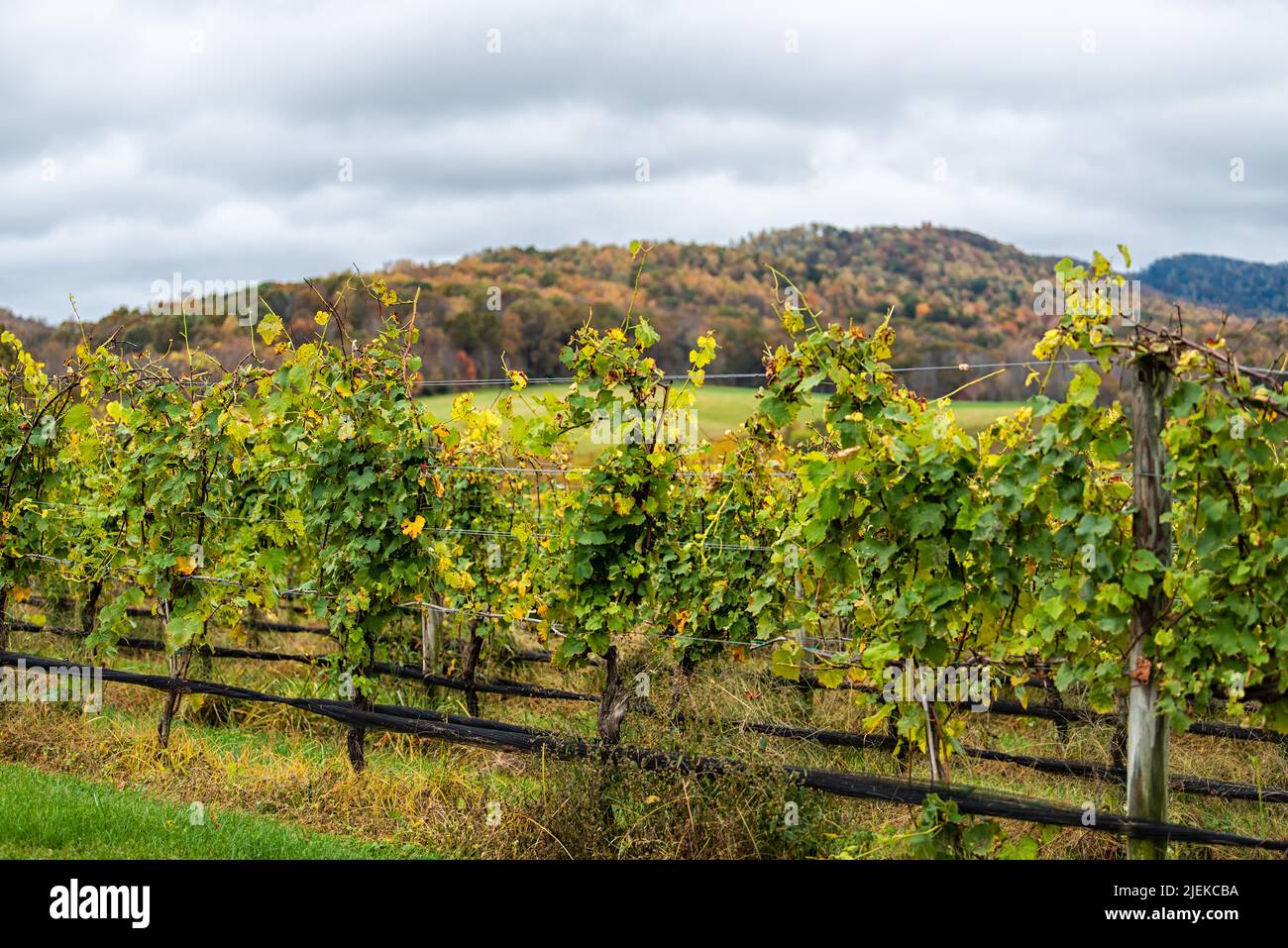 Autumn fall season countryside at Charlottesville winery vineyard in ...