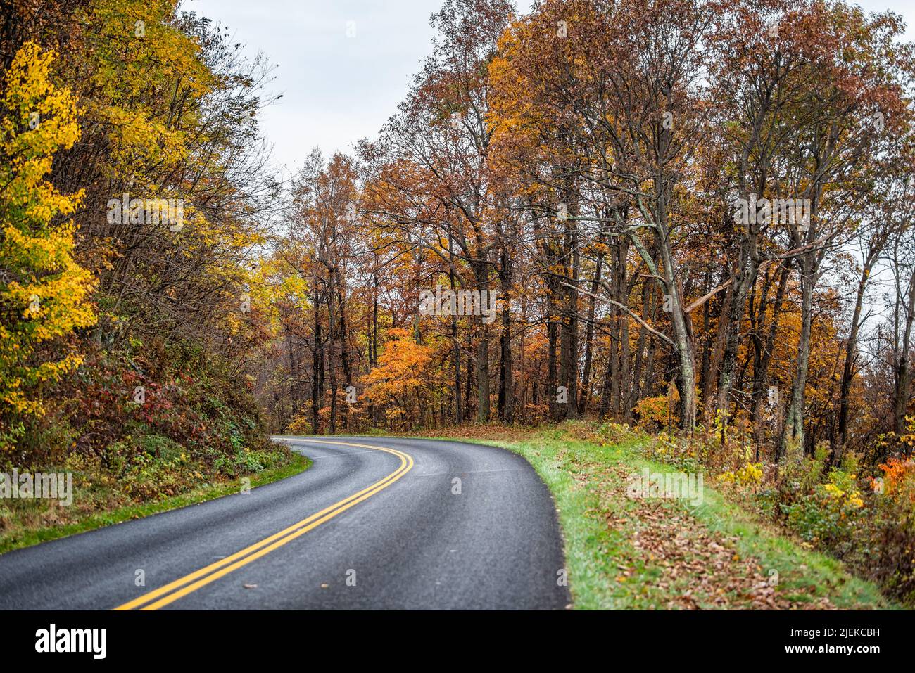 Colorful orange leaves in autumn fall foliage season on the Blue Ridge ...