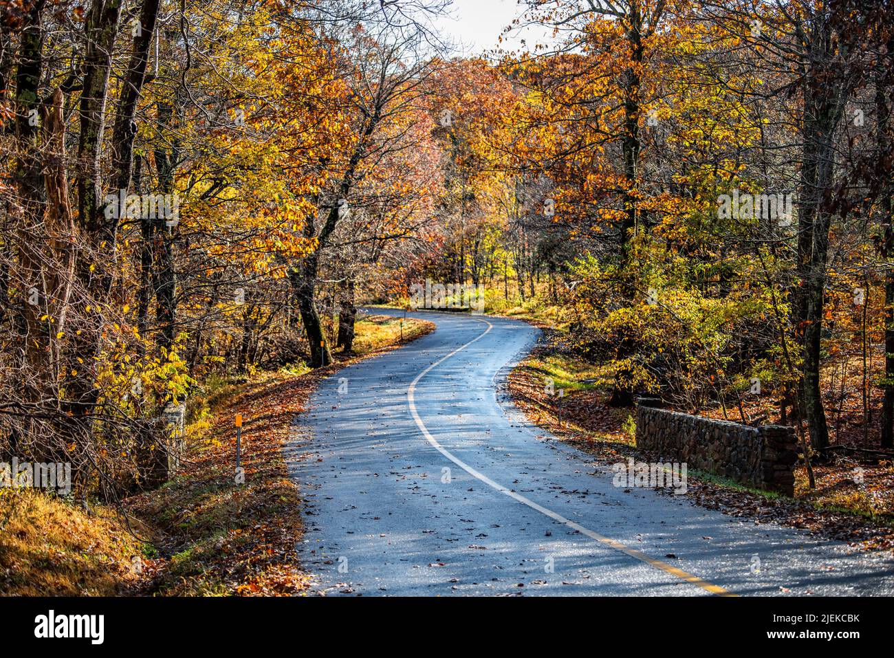 Colorful yellow orange foliage in autumn fall season on Fawn Ridge ...