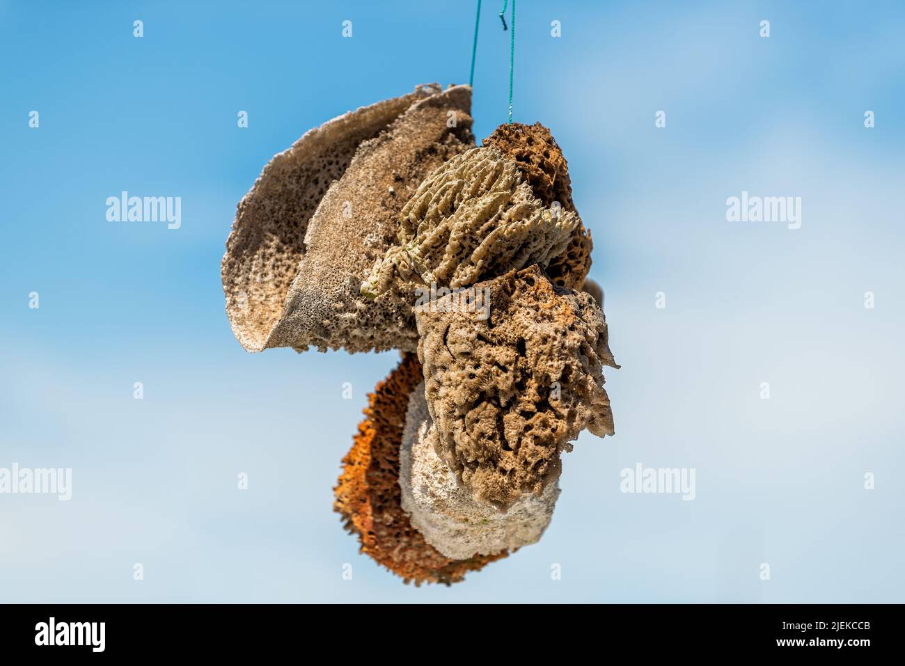 Tarpon Springs, Florida Greek town with closeup of natural sea sponge ...