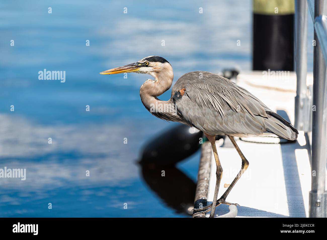 Closeup side profile of one great blue heron bird walking on pier ...