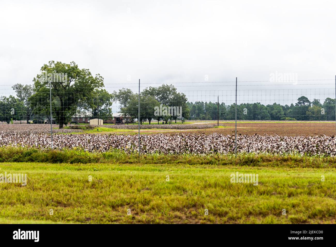 Georgia farm farming agriculture hi-res stock photography and images ...