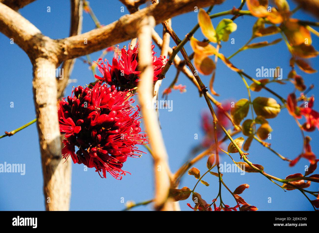 Red flowers on the branches of a tree at the San Diego Zoo Stock Photo ...