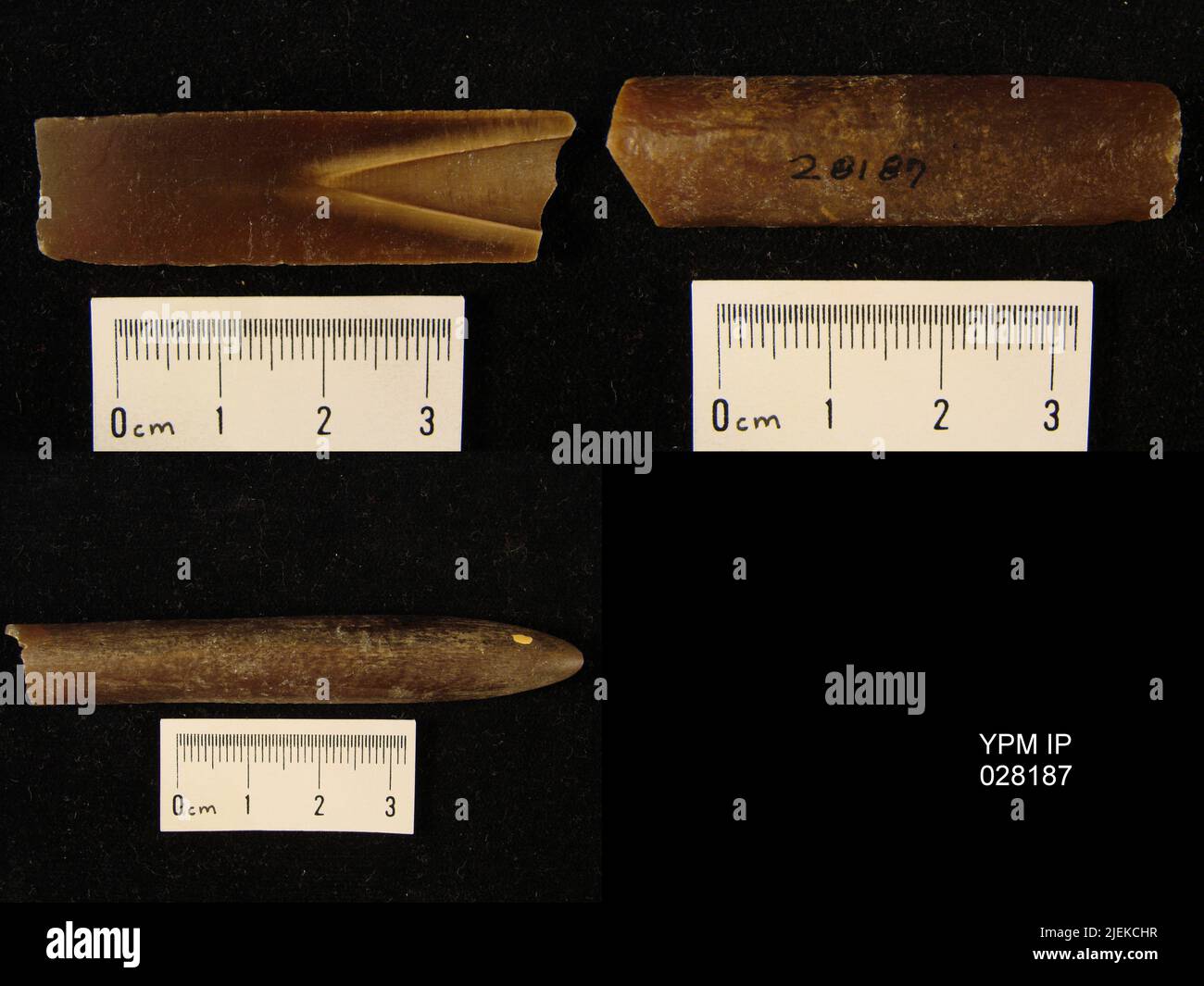 Belemnites sp animalia hi-res stock photography and images - Alamy