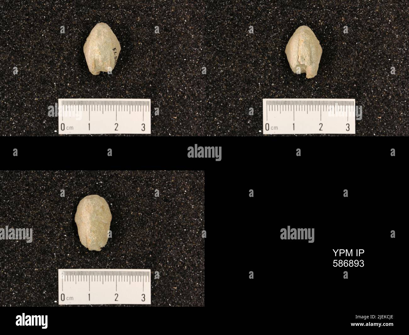 Capax hi-res stock photography and images - Alamy