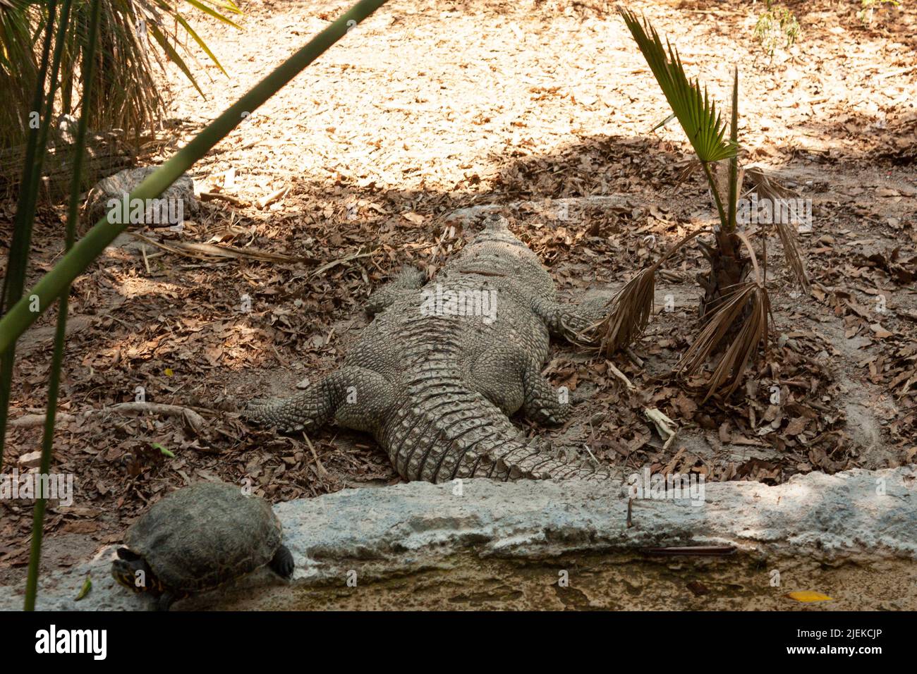 Long Tailed Swamp Alligators
