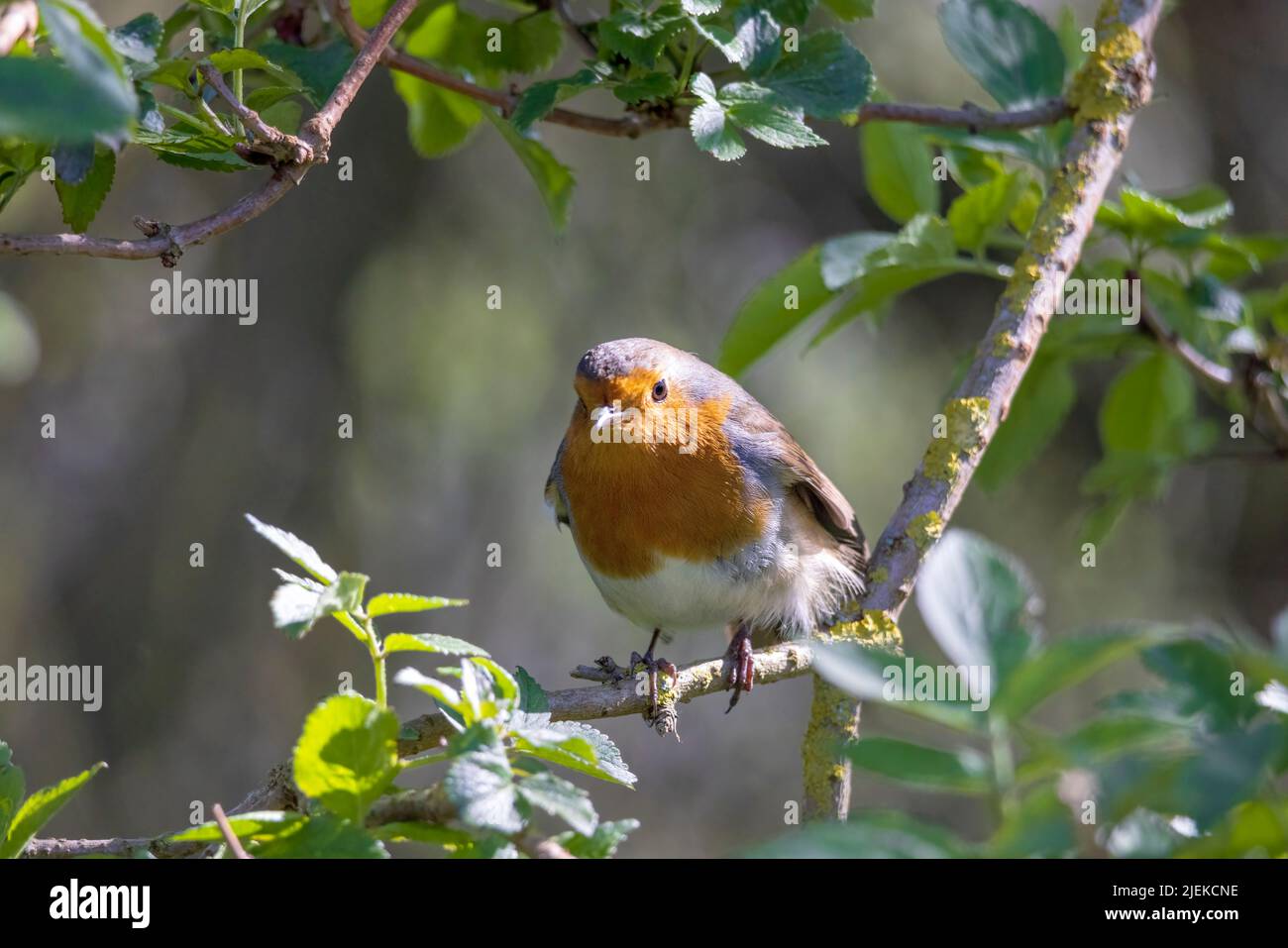 Woodland Robin on a summers evening Stock Photo - Alamy